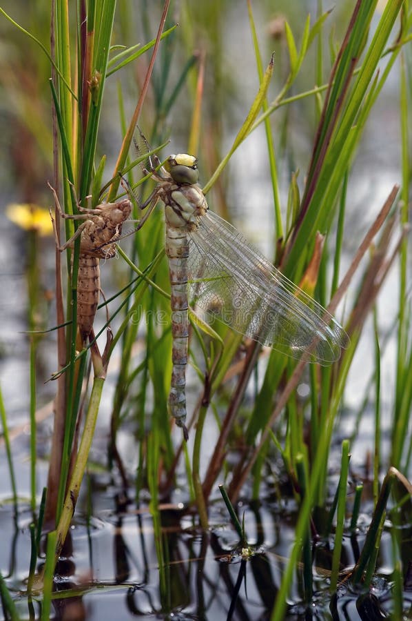 Field Mouse stock photo. Image of nature, animal, rodent - 9693200