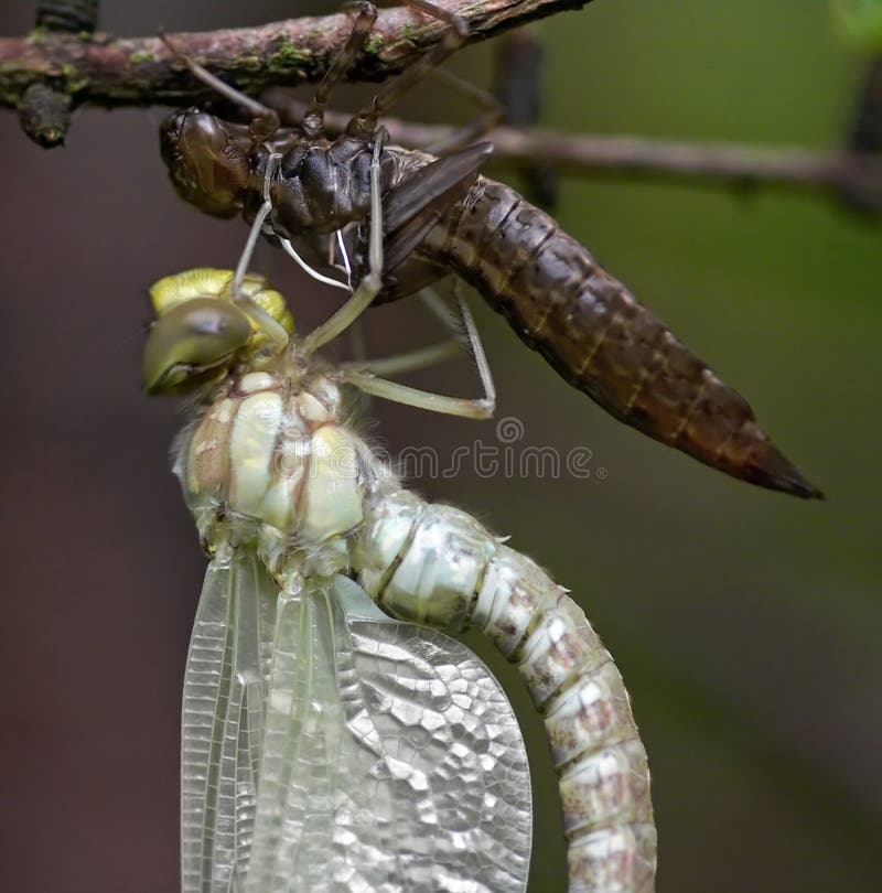 Emergence of insects stock photo. Image of dragonfly, hatching - 2172190