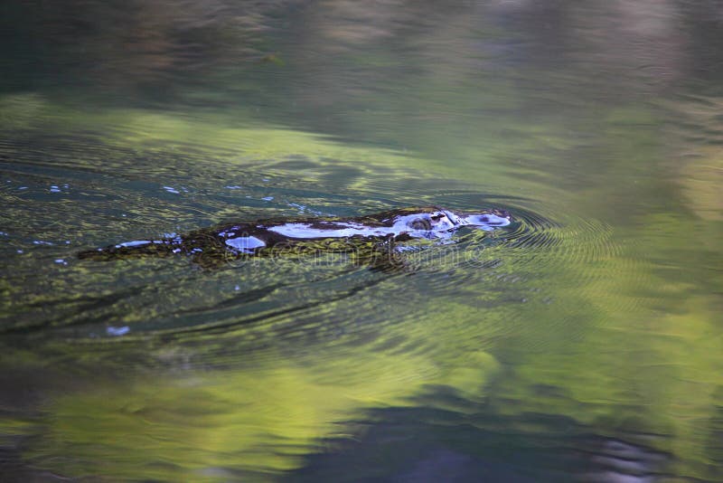 Emergencia de Platypus imagen de archivo. Imagen de afuera - 27140373