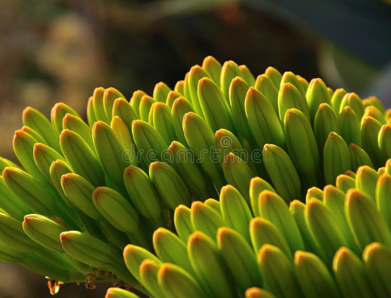 Emergent Green Buds of Agave Flower Stock Image - Image of capsules ...