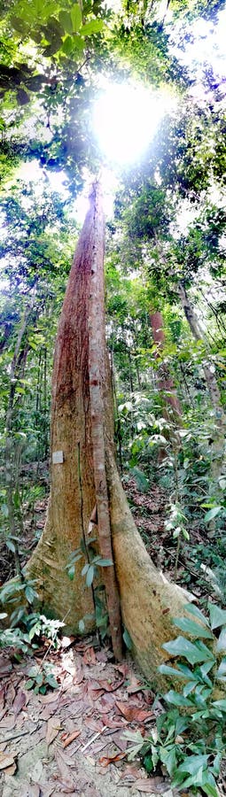 Emergent Tree in Tropical Rainforest Stock Image - Image of trunk ...