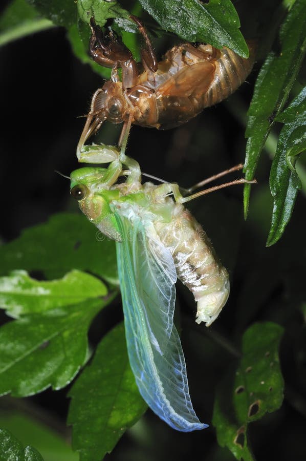 Emerging Cicada stock photo. Image of exoskeleton, emerge - 288162