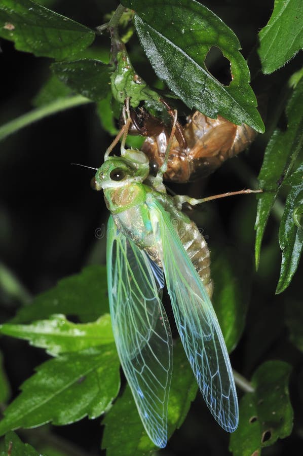 Emerging Cicada stock photo. Image of exoskeleton, emerge - 288162