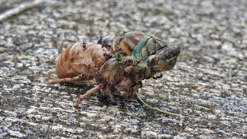 Emerging cicada stock image. Image of emerging, bugs - 97631897