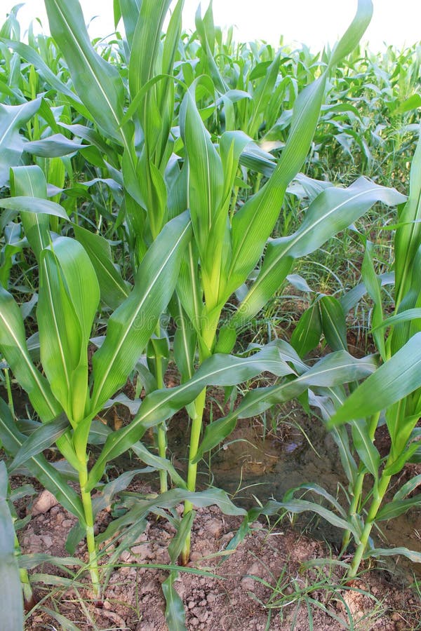 Emerging Cornfield & X28;Zea Mays& X29; – Rows of Vibrant Young Maize ...