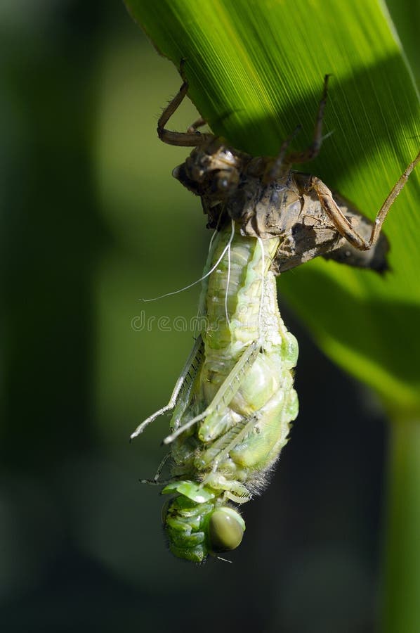 Emerging Dragonfly stock image. Image of emerging, turning - 17607989