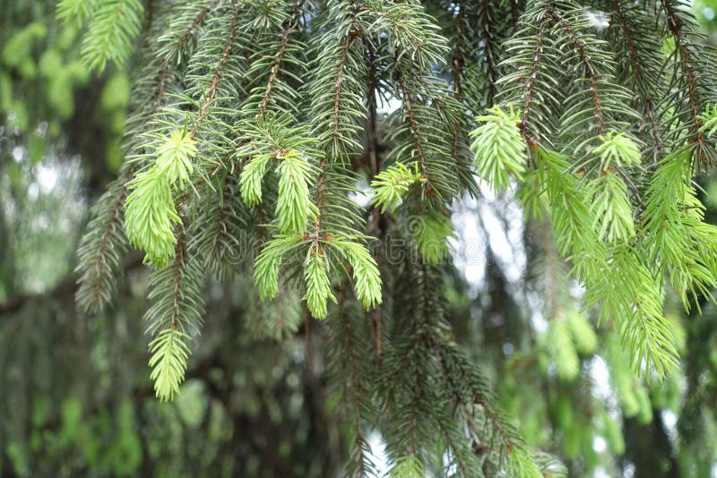 Emerging Fresh Foliage on Branches of Spruce Stock Photo - Image of ...