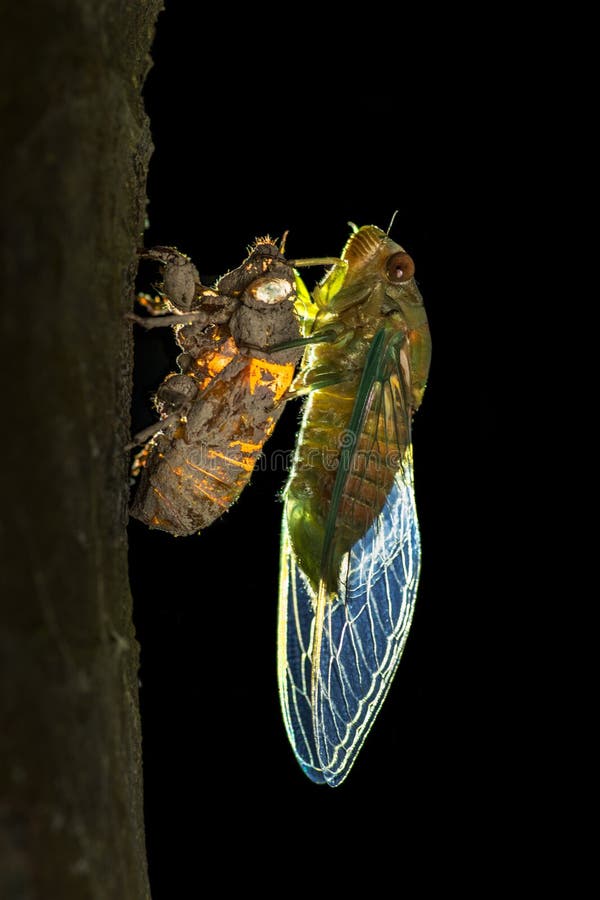 Emerging cicada stock image. Image of emerging, bugs - 97631897