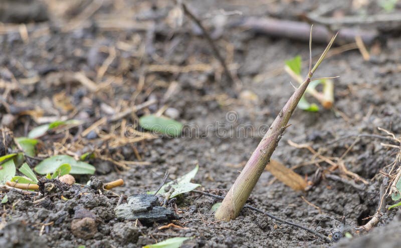 Emerging Green: Sprout of a Young Bamboo Plant in the Garden Stock ...
