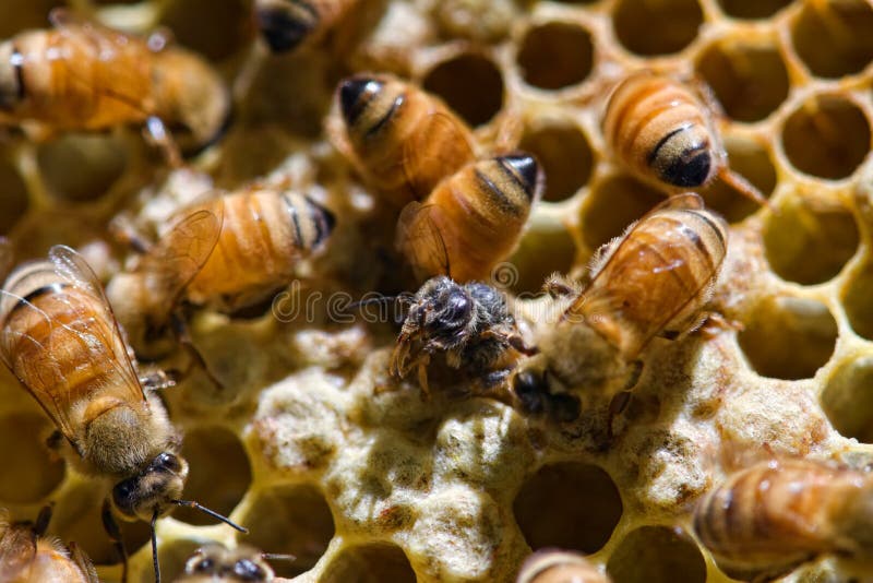 Emerging stock image. Image of insect, swarm, comb, pollen - 32486451