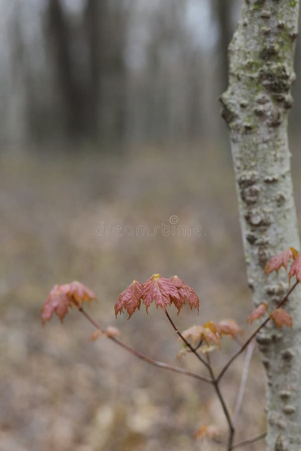 Springing Maple Leaves stock photo. Image of foliage - 148015294