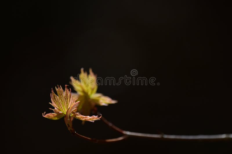 Emerging maple leaves stock photo. Image of abstract - 92271510