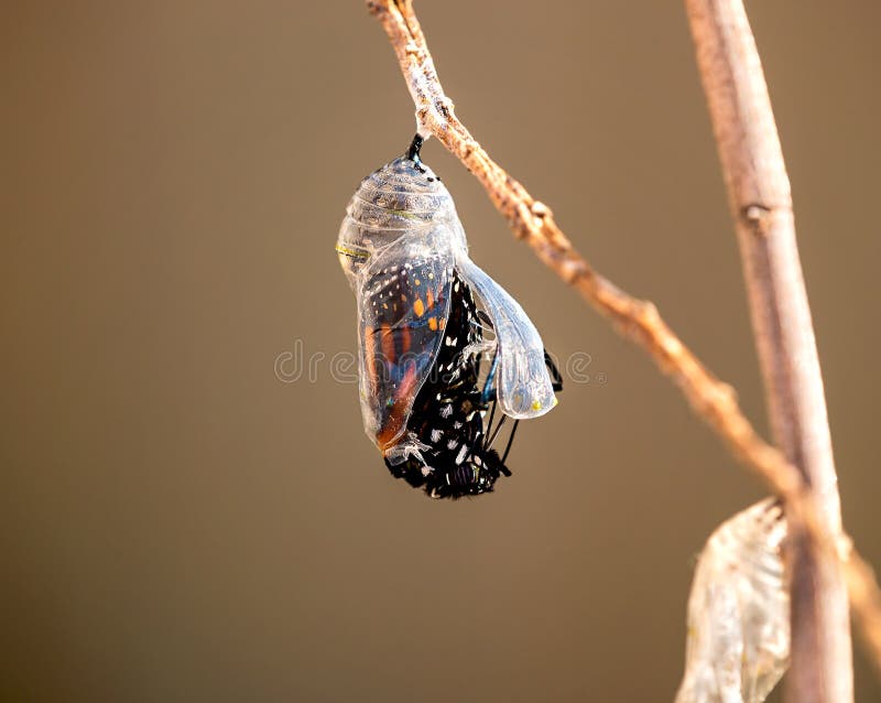 Emerging Monarch butterfly stock photo. Image of beautiful - 185698764