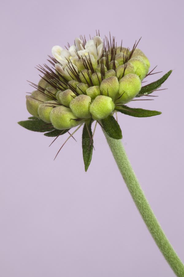 Emerging Scabiosa Butterfly Blue Stock Photo - Image of petals ...