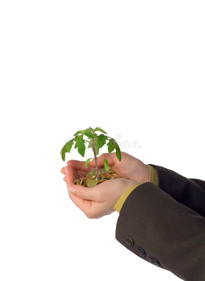 Emerging small business stock image. Image of leaf, conceptual - 2113367