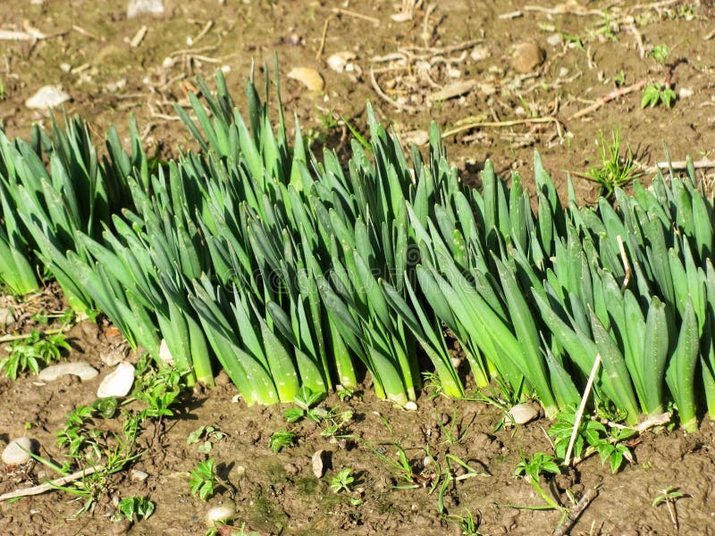 Emerging Spring Greens stock image. Image of grow, flora - 311670543