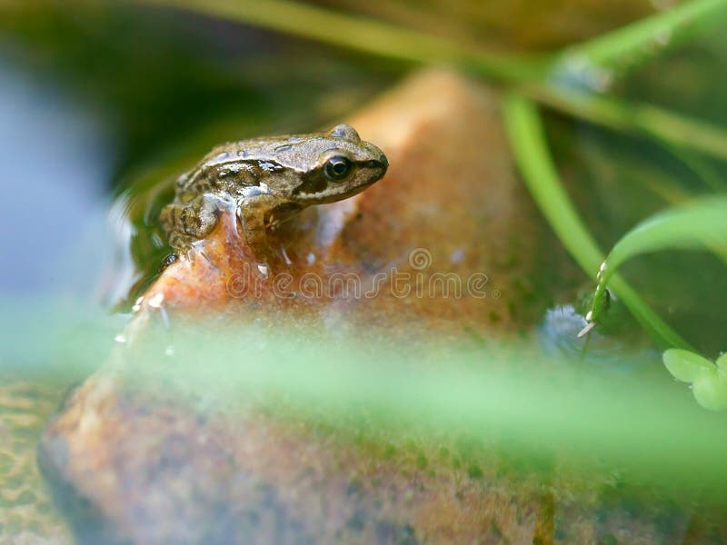Young Frog on Finger tip stock photo. Image of nature - 25722196