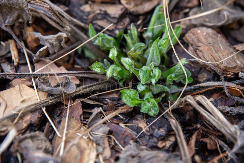 Emerging Young Hosta Leaves in Spring Stock Photo - Image of ground ...