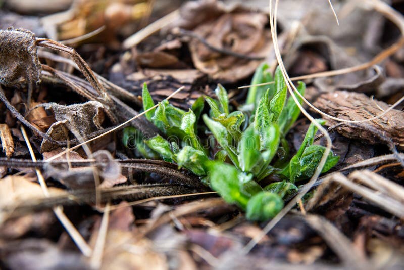 Emerging Young Hosta Leaves in Spring Stock Image - Image of copy ...