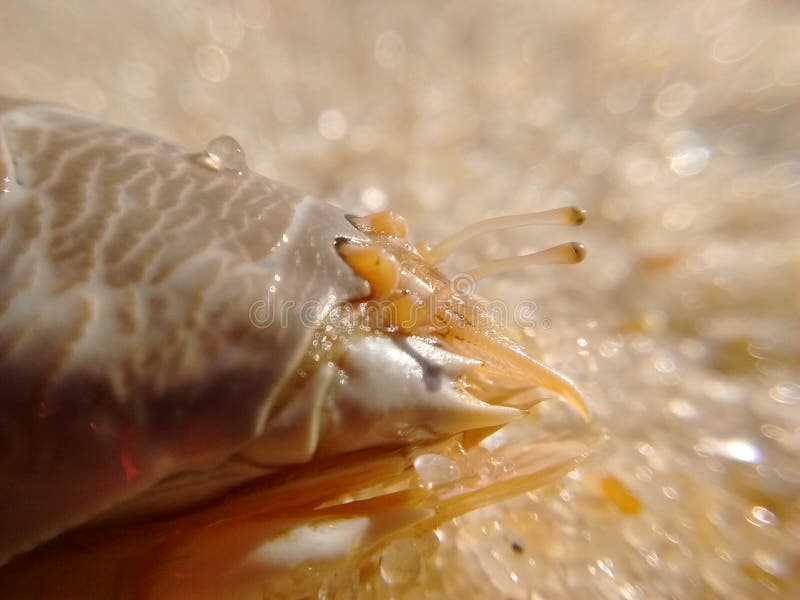 Emerita brasiliensis stock photo. Image of brazil, emerita - 96644358