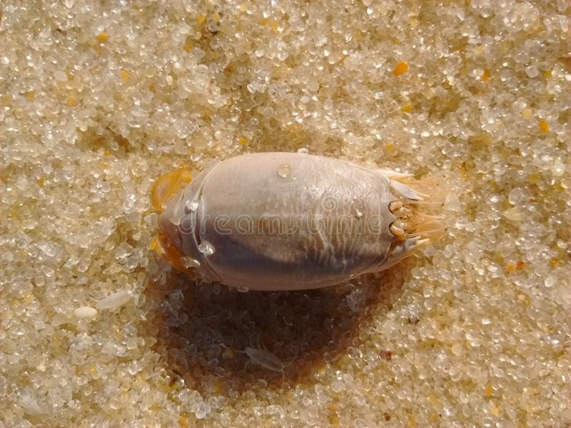 Emerita Stock Photos - Download 590 Royalty Free Photos