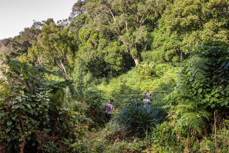 Emigre En La Selva Africana Profunda Imagen de archivo - Imagen de ...