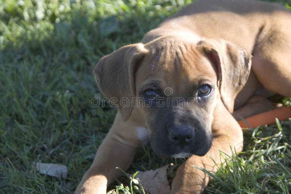 Emile looking stock photo. Image of puppy, peaceful, exhausted - 243310