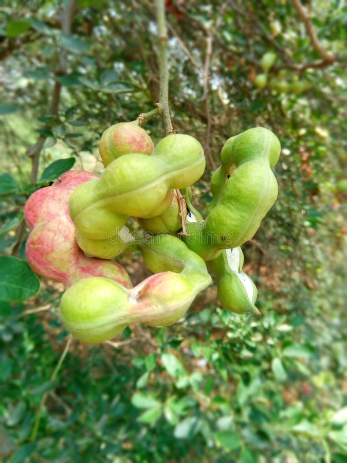 Emly stock photo. Image of forests, emly, india, fruit - 118225864