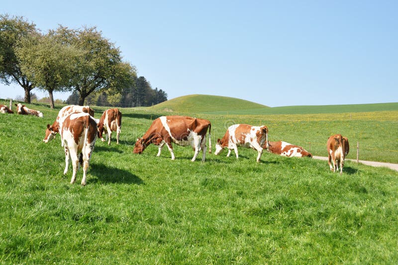 Emmental Region, Switzerland Stock Image - Image of country, flower ...