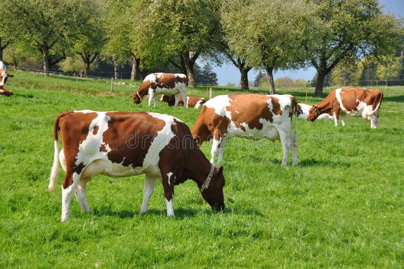 Emmental Region, Switzerland Stock Photo - Image of countryside, nature ...