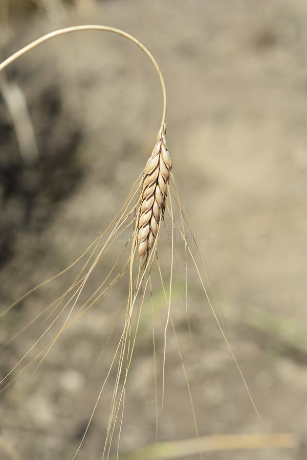 Emmer stock image. Image of wheat, close, emmer, summer - 382404937