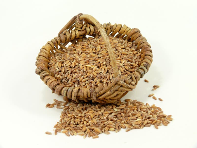 Emmer ur-grain on white stock image. Image of white - 106302443