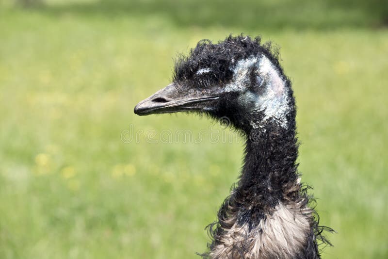 Emoe stock foto. Image of vogel, ondoordacht, sluit - 103450414