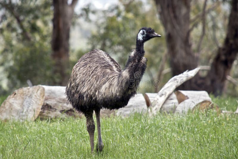 Emoe stock foto. Image of kant, veren, zwart, vogel - 103450532