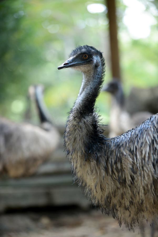 Emoe stock afbeelding. Image of nave, veer, haar, struisvogel - 113887785
