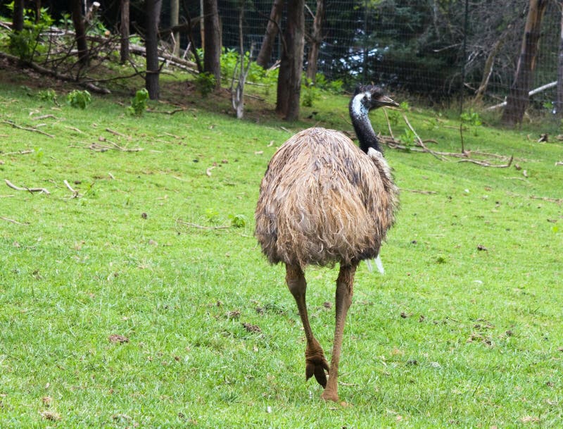 Emoe stock afbeelding. Image of sinaasappel, gezicht - 15414029