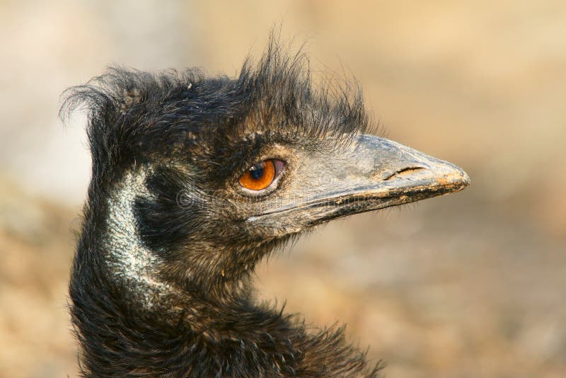 Emoe stock afbeelding. Image of australisch, dier, vogel - 13546729
