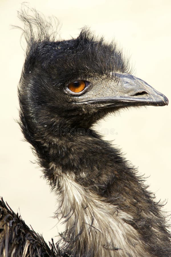 Emoe stock foto. Image of vogel, struisvogel, ogen, ondoordacht - 19656634