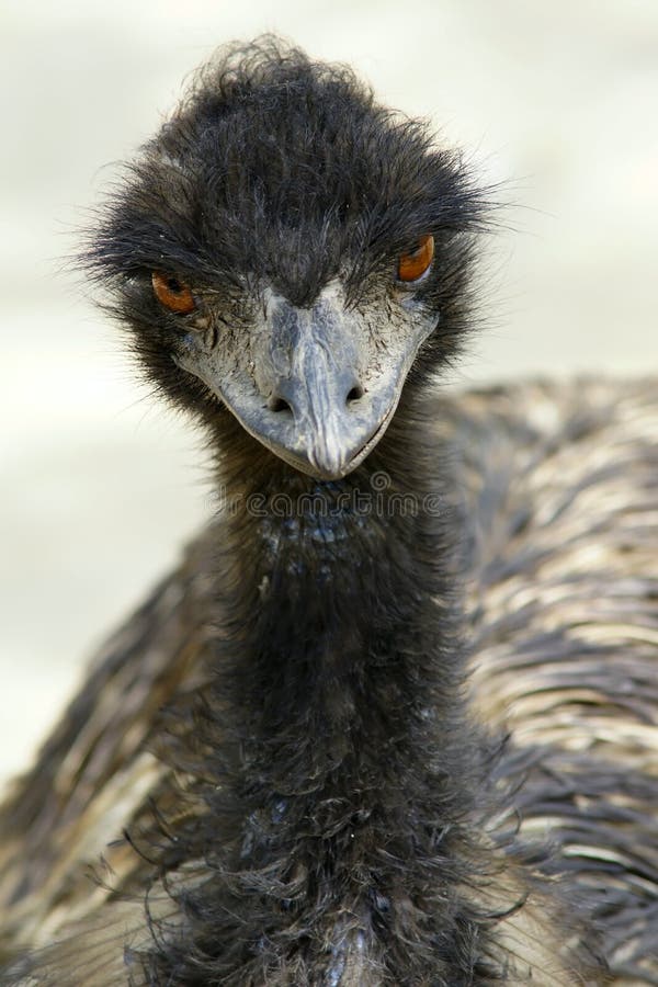Emoe stock foto. Image of dieren, emoe, zwart, veren - 19520378