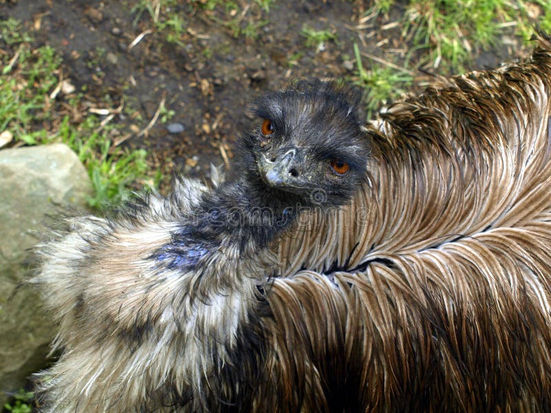 Emoe stock foto. Image of vogel, struisvogel, ogen, ondoordacht - 19656634