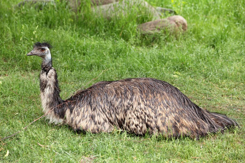 Emu stock foto. Image of vogel, struisvogel, ogen, ondoordacht - 19656634