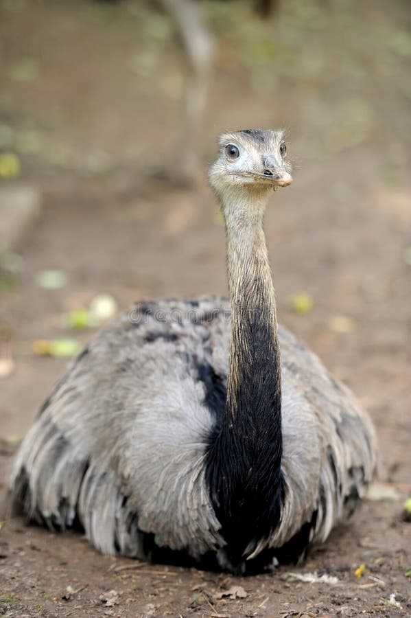 De Emoe (Dromaius-novaehollandiae) is De Grootste Vogel Inheems Aan Aus ...