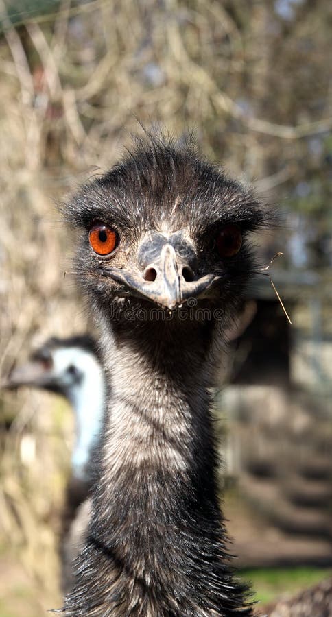 Emoe stock afbeelding. Image of veren, nosheid, gezicht - 12052645