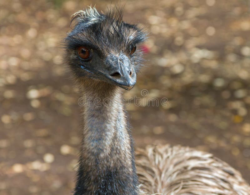 Emoe Australische vogel stock foto. Image of grappig - 68807406