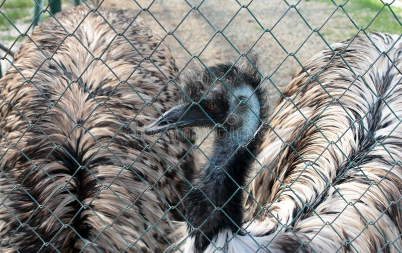 Emoe in Een Kooi Bij De Dierentuin Stock Foto - Image of vogel ...