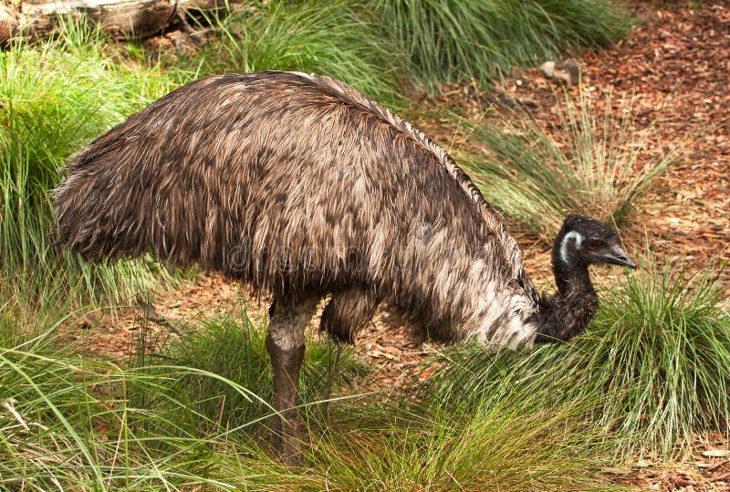 Emoe, flightless vogel stock afbeelding. Image of vogel - 23967233