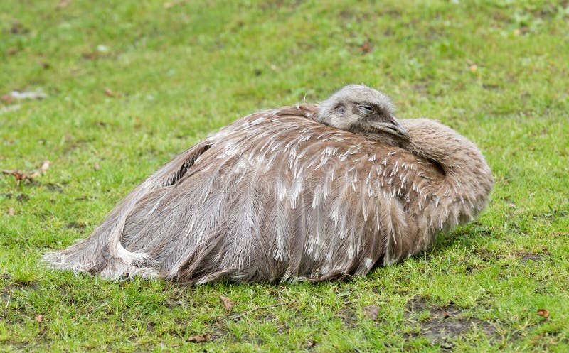 Emoe Sleeping in the Green Grass Stock Image - Image of large, sleeping ...