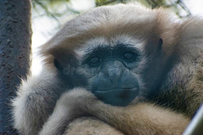 Emotion Of A Cute Monkey. Sad Monkey Stock Photo - Image of background ...