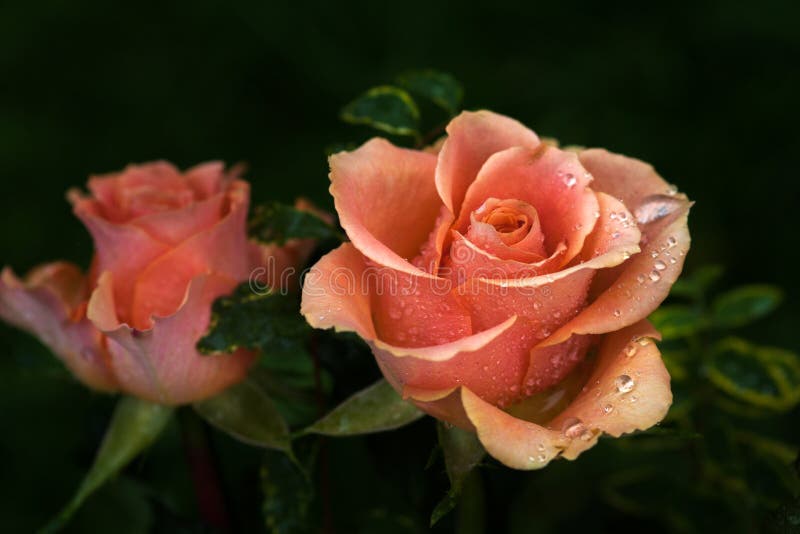 Emotion stock image. Image of nature, bouquet, feeling - 77250271