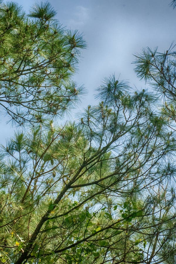 Soft Clouds among the Pine Trees Stock Image - Image of copy, cloud ...